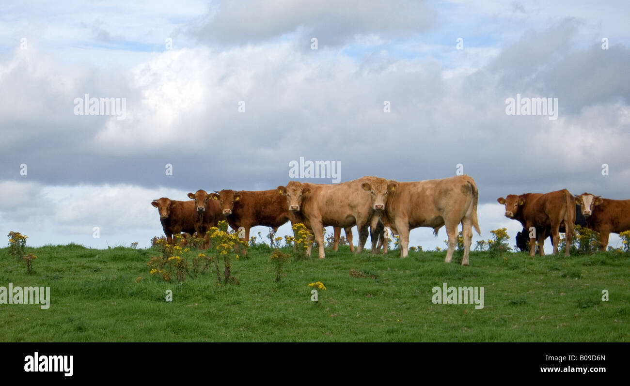 Irish bulls hi-res stock photography and images - Alamy
