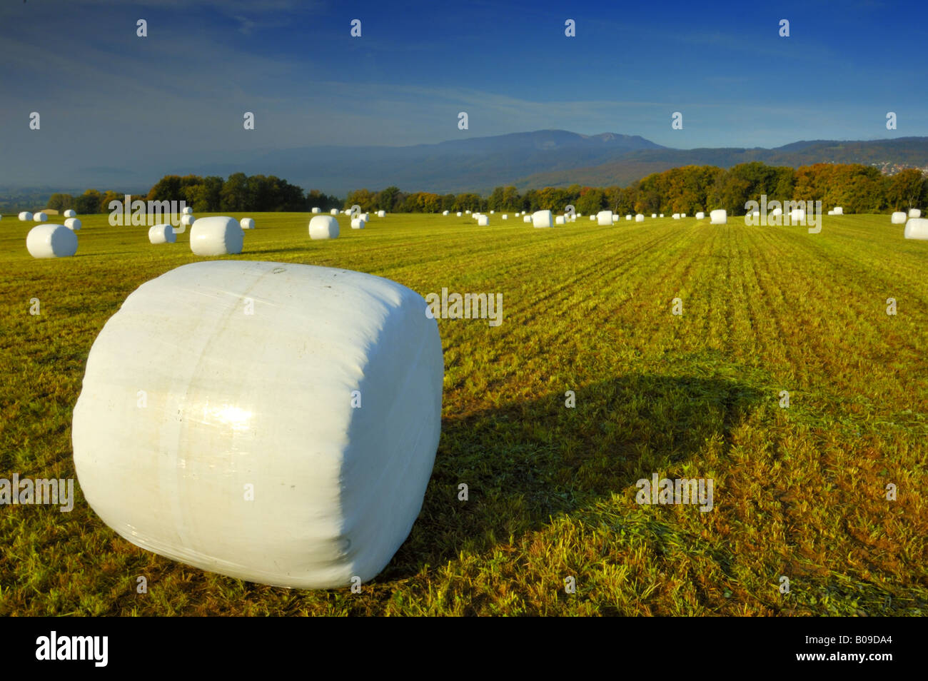 Fodder bale wrap hi-res stock photography and images - Alamy