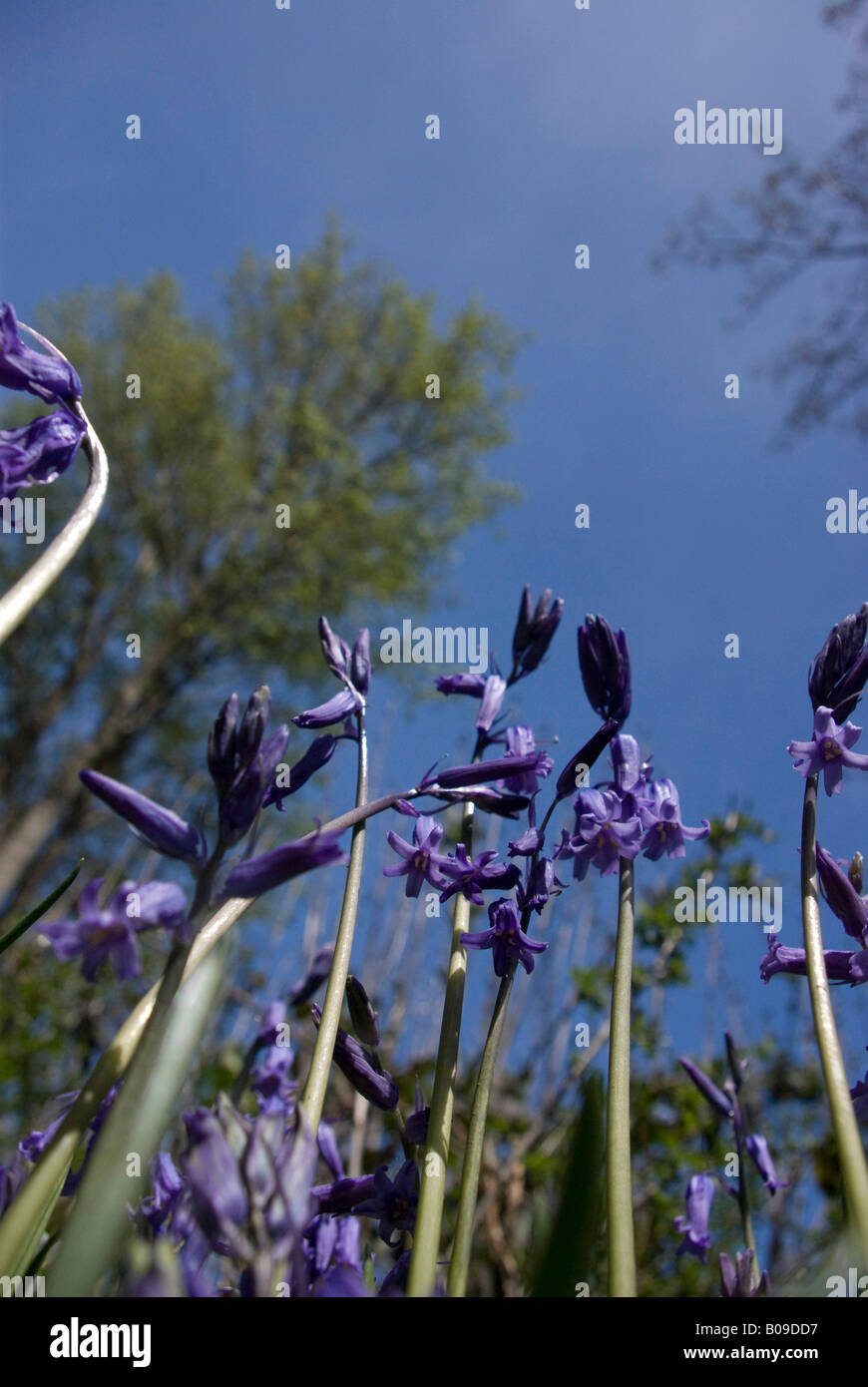 English Bluebells in spring Stock Photo - Alamy