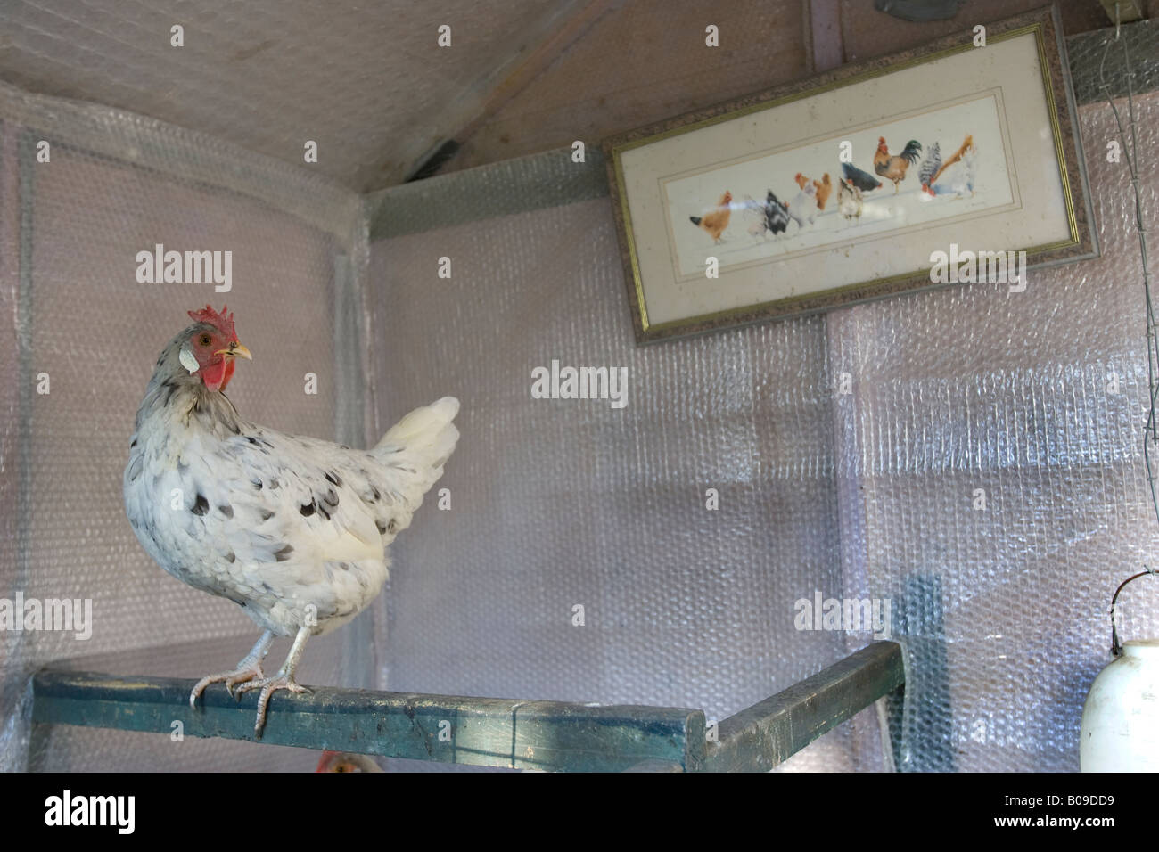 Andalucian Bantam in hen house Stock Photo - Alamy