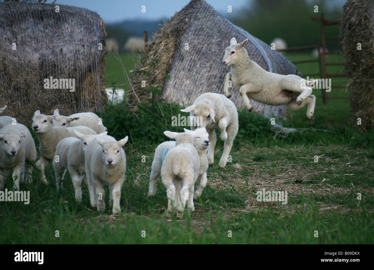 Lambs leaping and playing in fields in Steeple Bumstead on the Essex ...