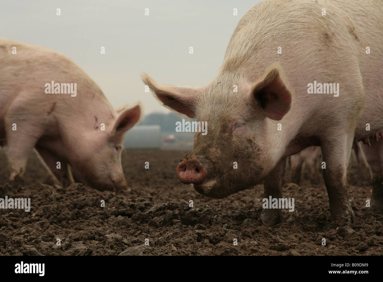 Pigs in mud Stock Photo - Alamy