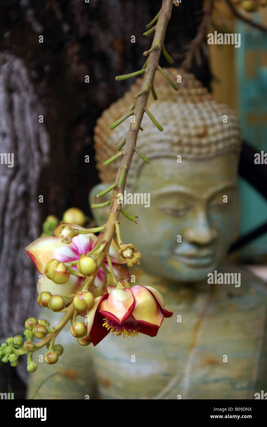 Sara Tree's Instagram, Twitter & Facebook on IDCrawl