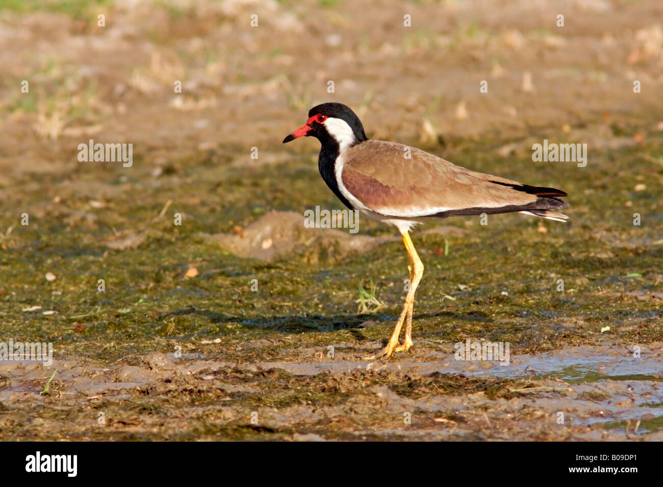 Red plover hi-res stock photography and images - Alamy