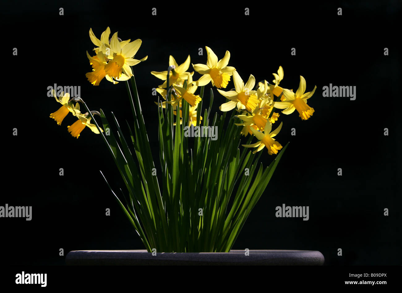 Daffodil daffodils hi-res stock photography and images - Alamy