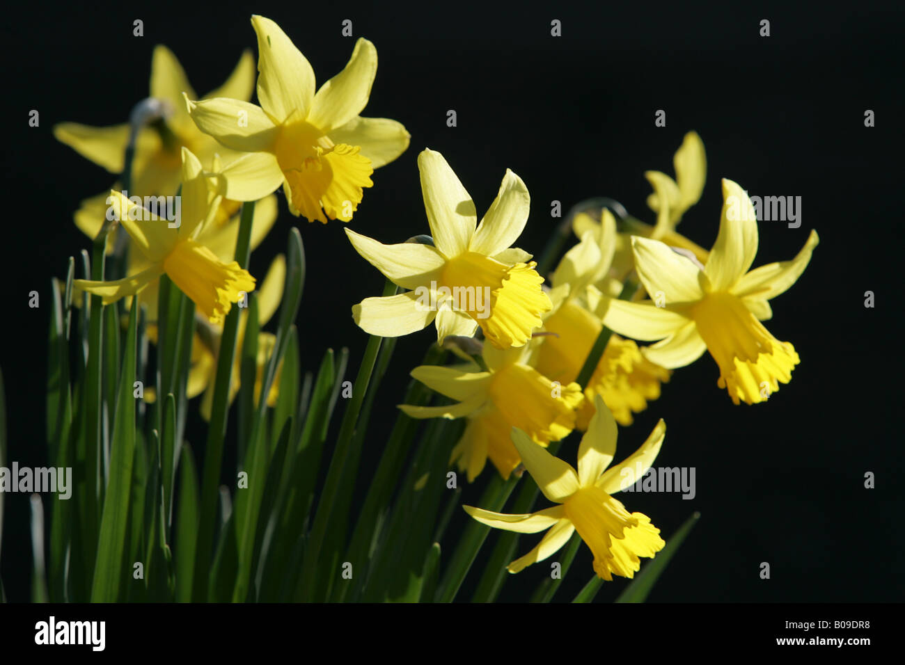 Daffodils spring planter hi-res stock photography and images - Alamy
