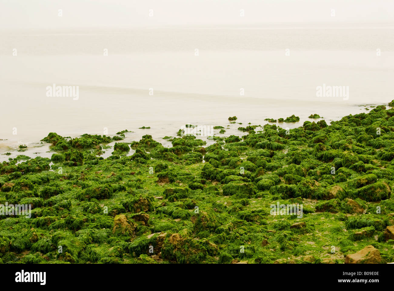 Green algea hi-res stock photography and images - Alamy