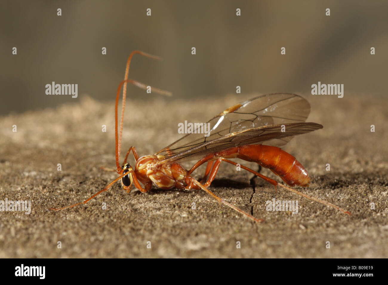Yellow ophion ophion luteus hi-res stock photography and images - Alamy