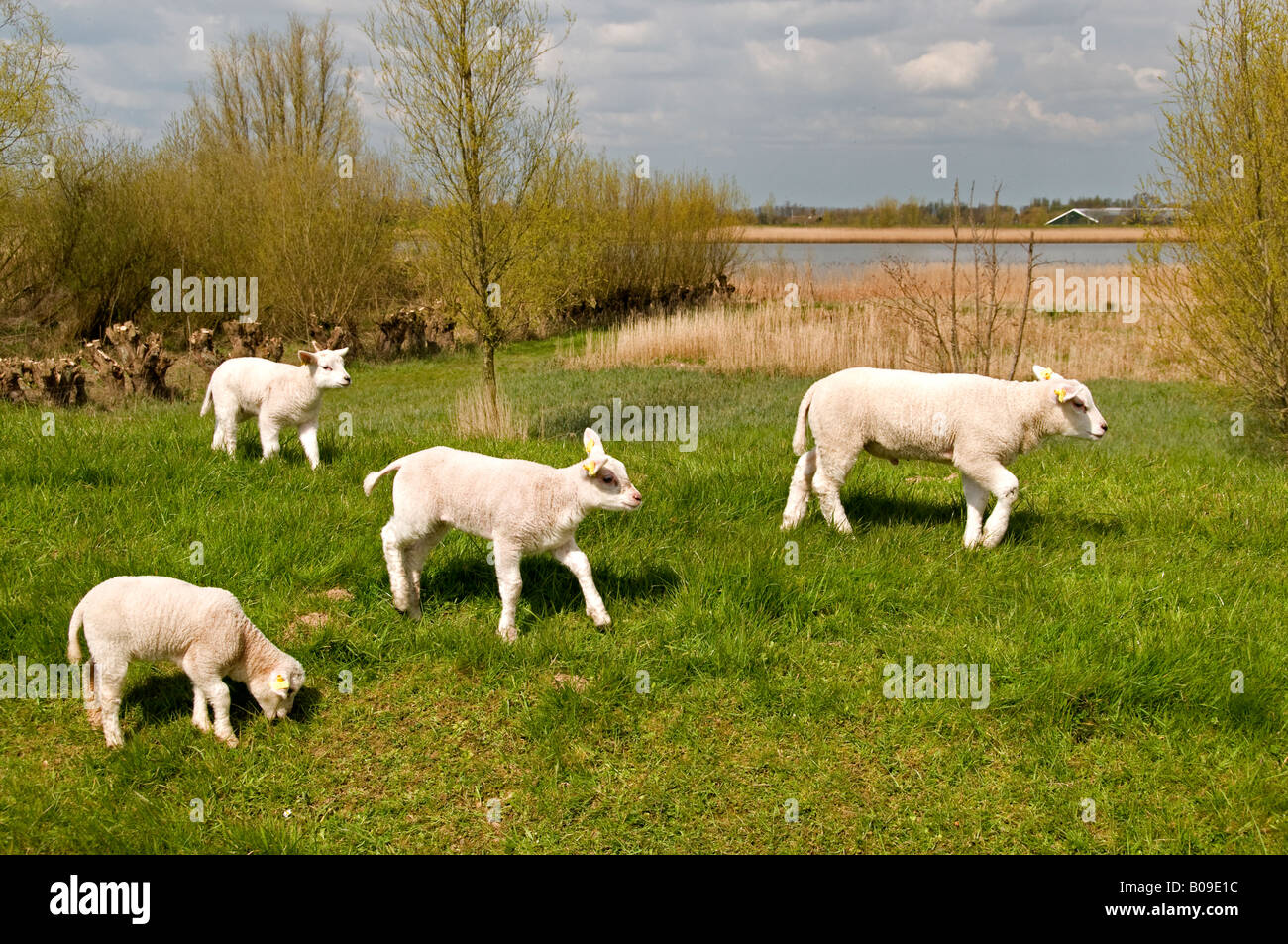 Netherlands sheep Lamb Lek river dike bank dam Stock Photo - Alamy