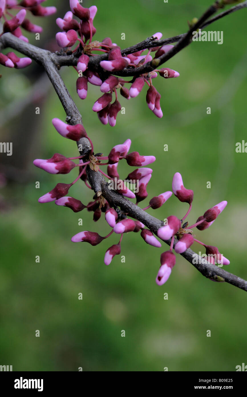 Redbud blossoms hi-res stock photography and images - Alamy