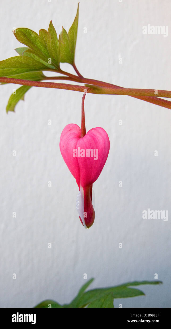 Bleeding Heart Dicentra spectabilis Stock Photo - Alamy