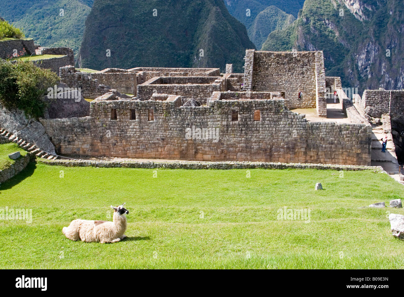 South America - Peru. Llama resting on main plaza in the lost Inca city ...