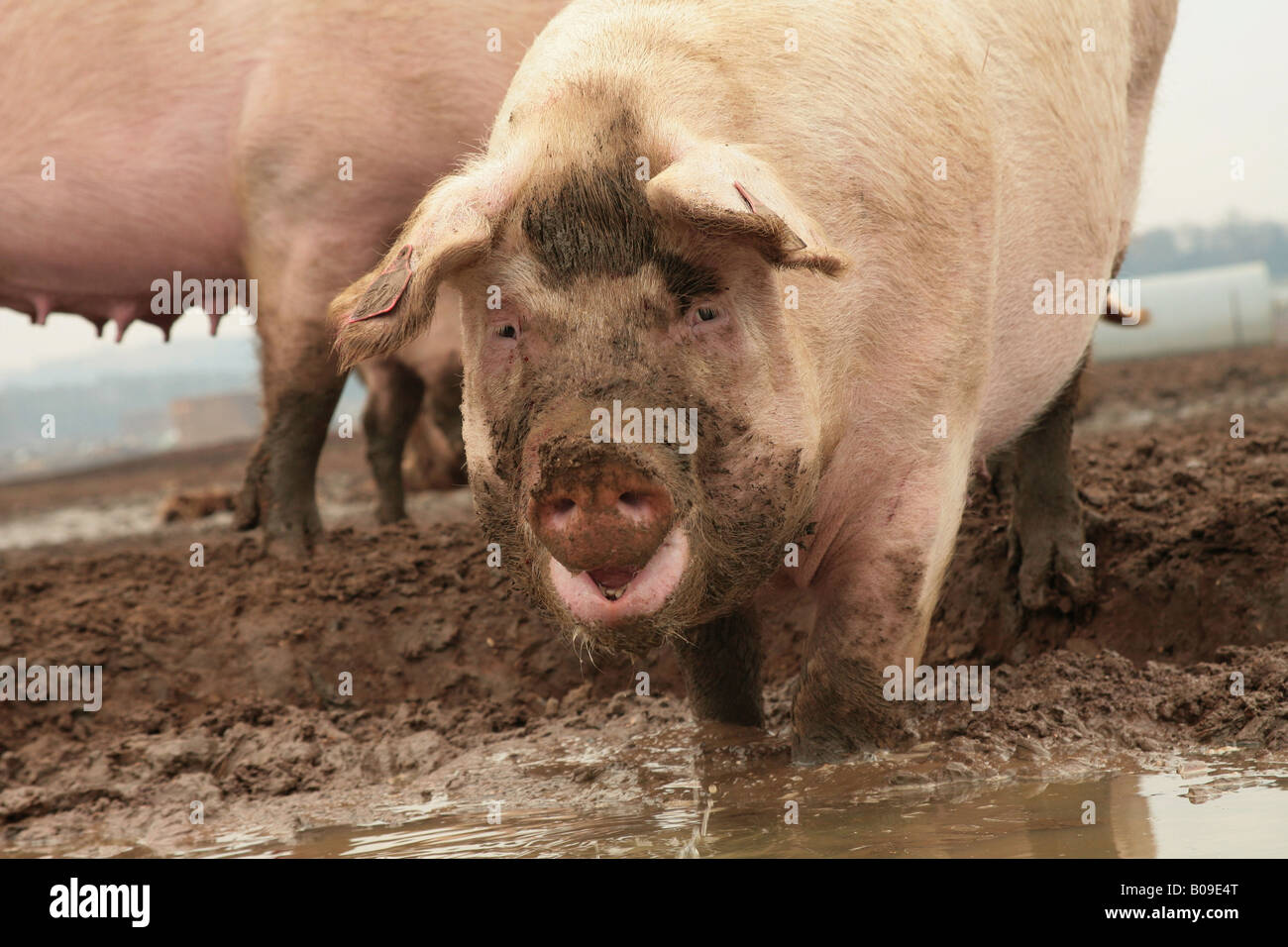 Pig in mud Stock Photo - Alamy