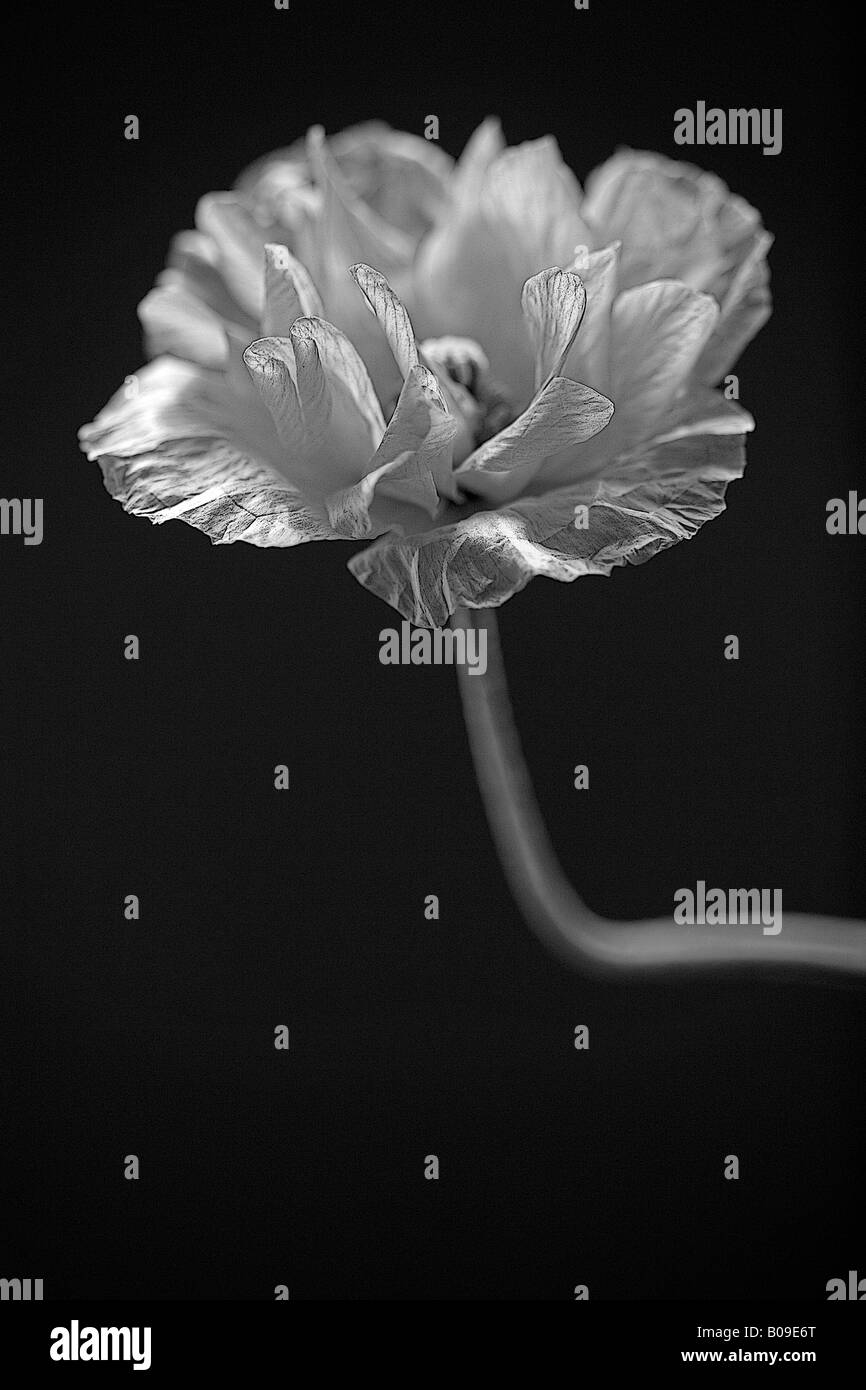 Poppy black and white Black and White Stock Photos & Images - Alamy