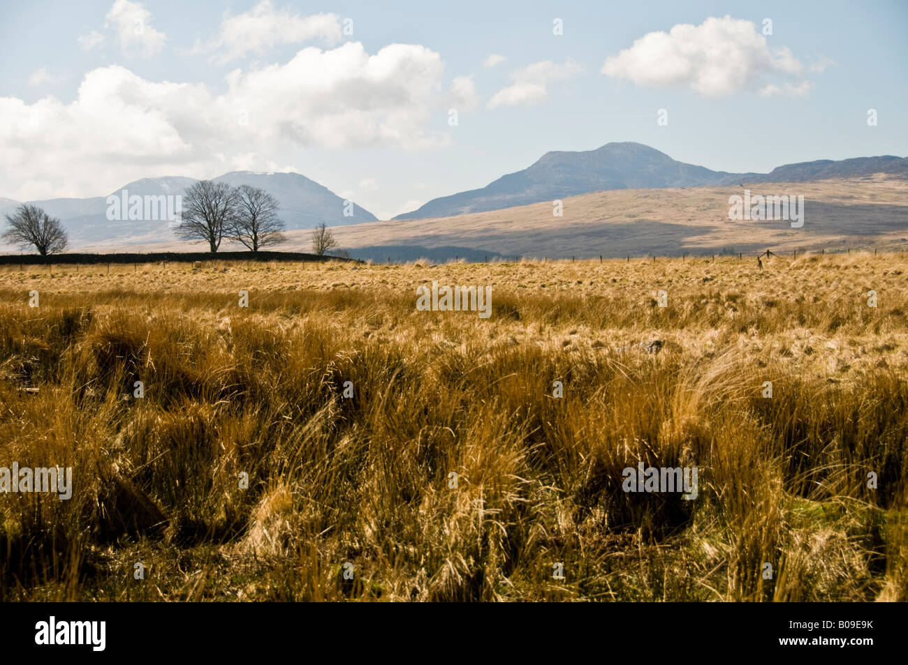 Looking west to the Rhiniog Mountains from upland moorland near ...
