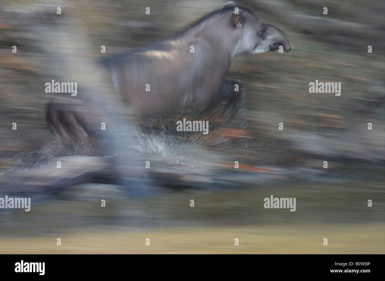 Tapir (Tapirus terrestris) running along river bank, Amazon rainforest ...