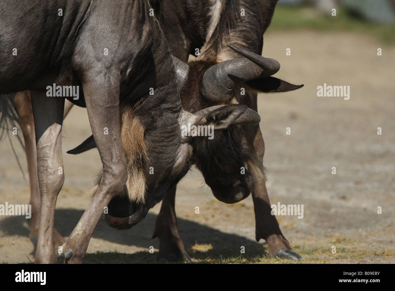 Safari animals tanazania hi-res stock photography and images - Alamy