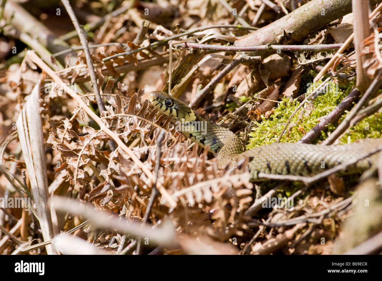 Grass Snake Natrix natrix close-up of head & upper body in dead bracken ...