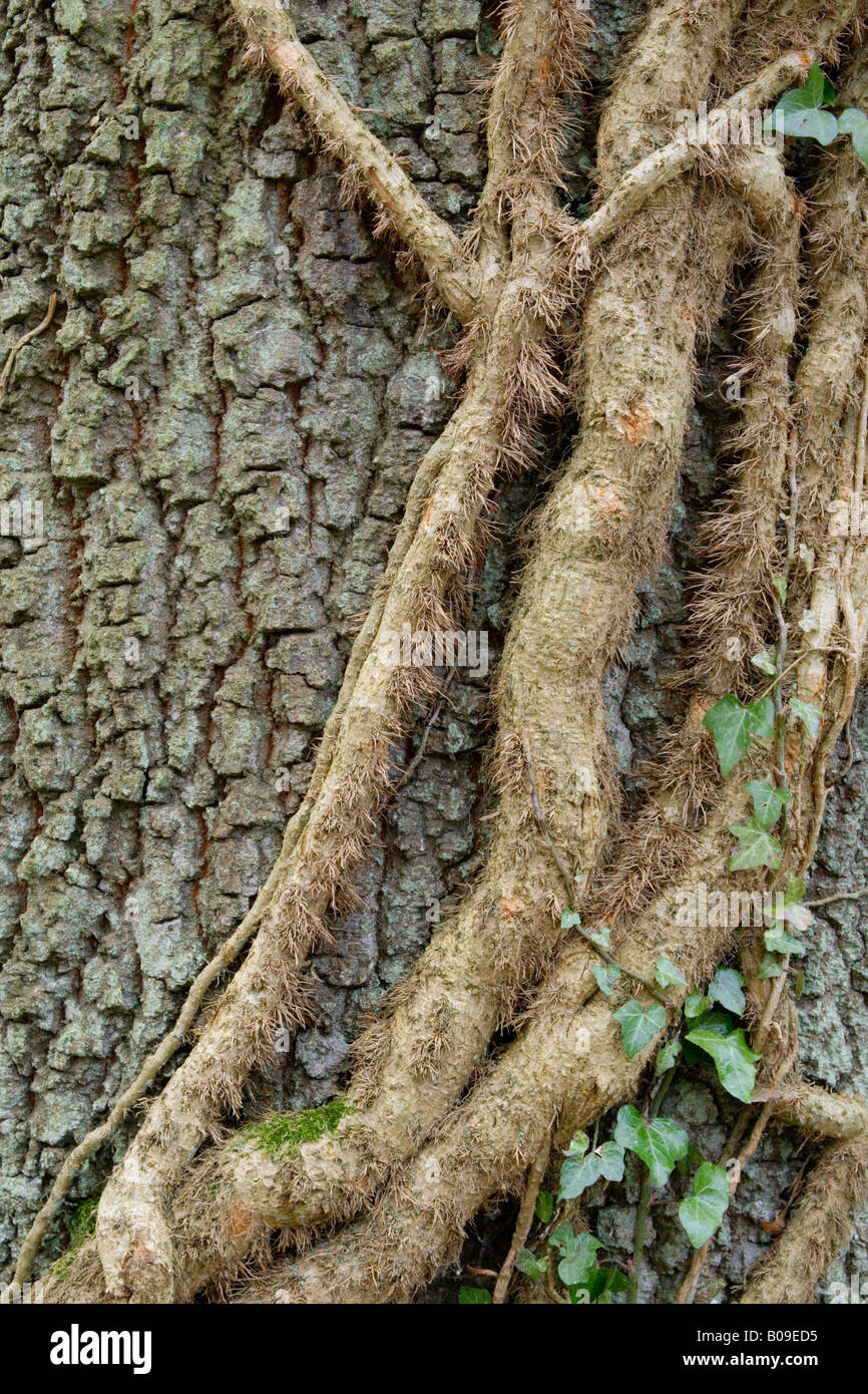 Ivy (hedera helix) growing around tree trunk, England, UK Stock Photo ...