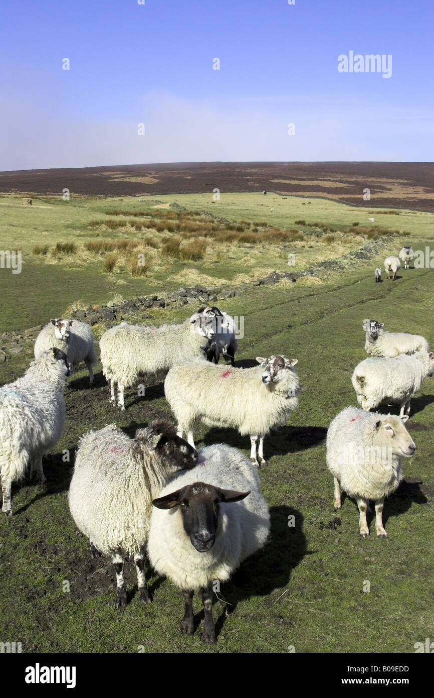 Sheep on a farm in the Peak District, Derbyshire, England, U.K Stock ...