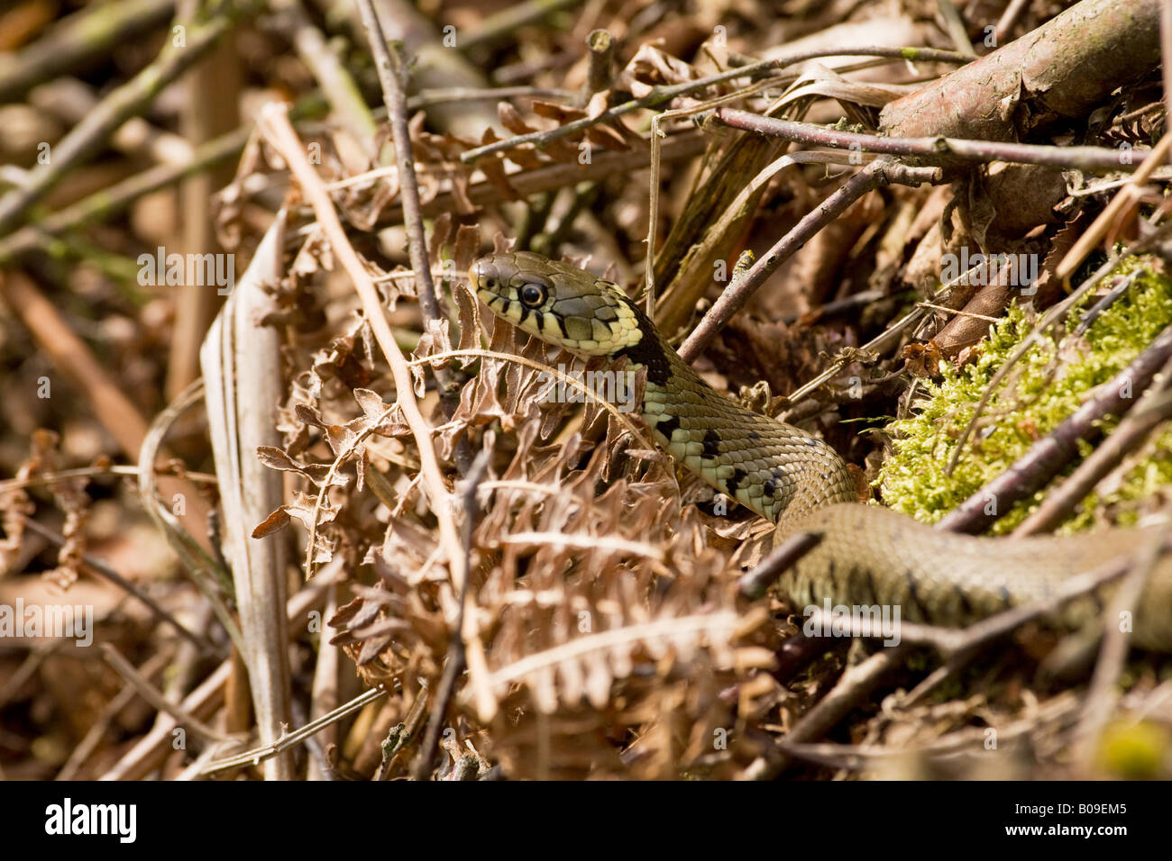 Grass Snake Natrix natrix close-up of head & upper body in dead bracken ...