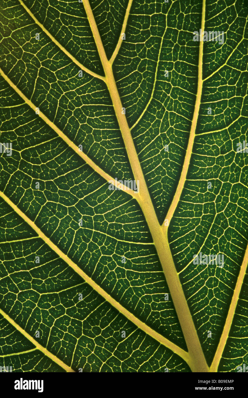 Detailed botanical study hi-res stock photography and images - Alamy