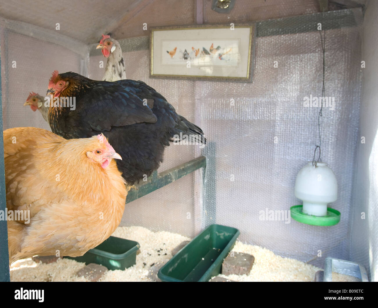 Orpington black chicken hi-res stock photography and images - Alamy