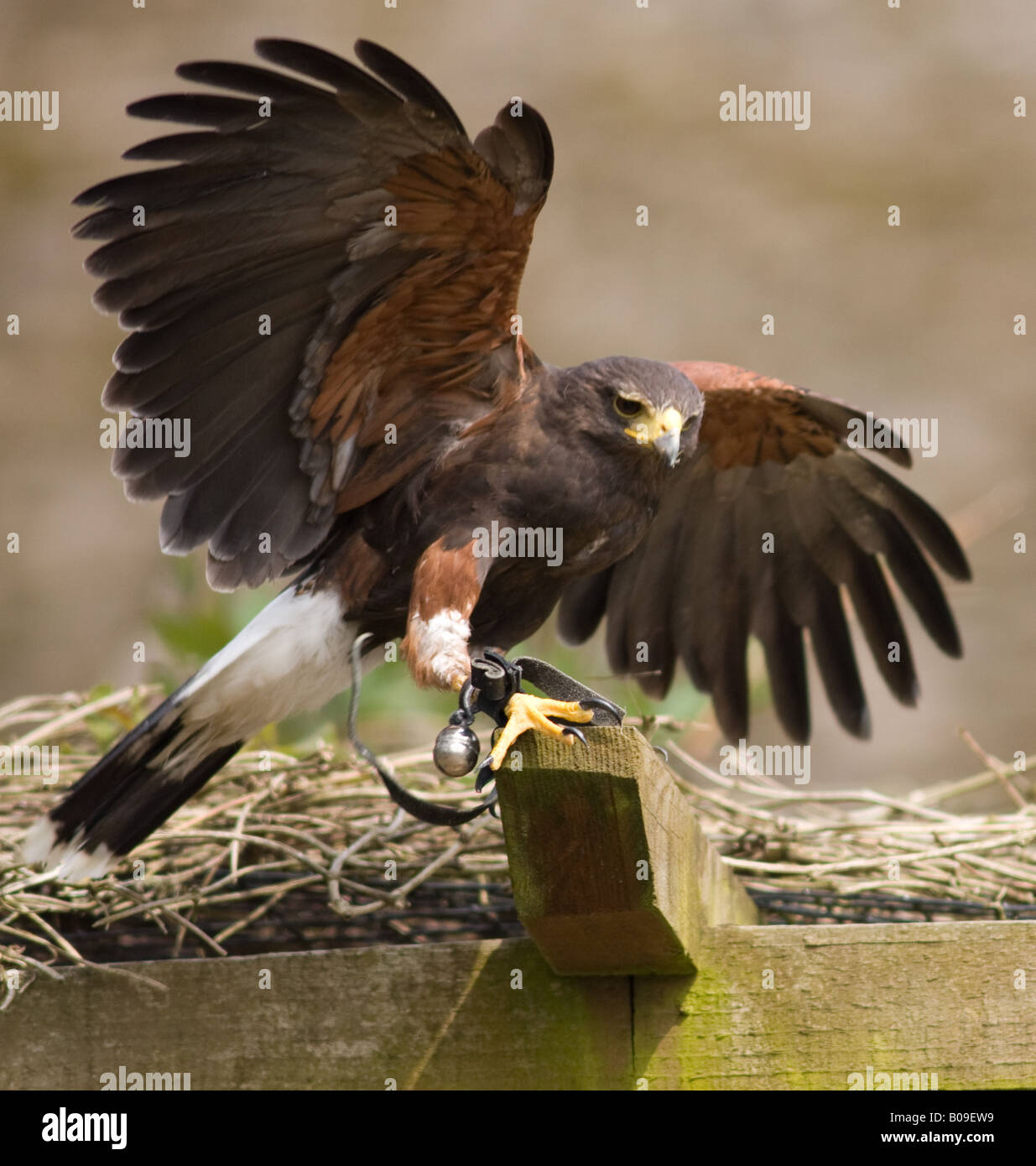 Hawk ready for flight Stock Photo - Alamy
