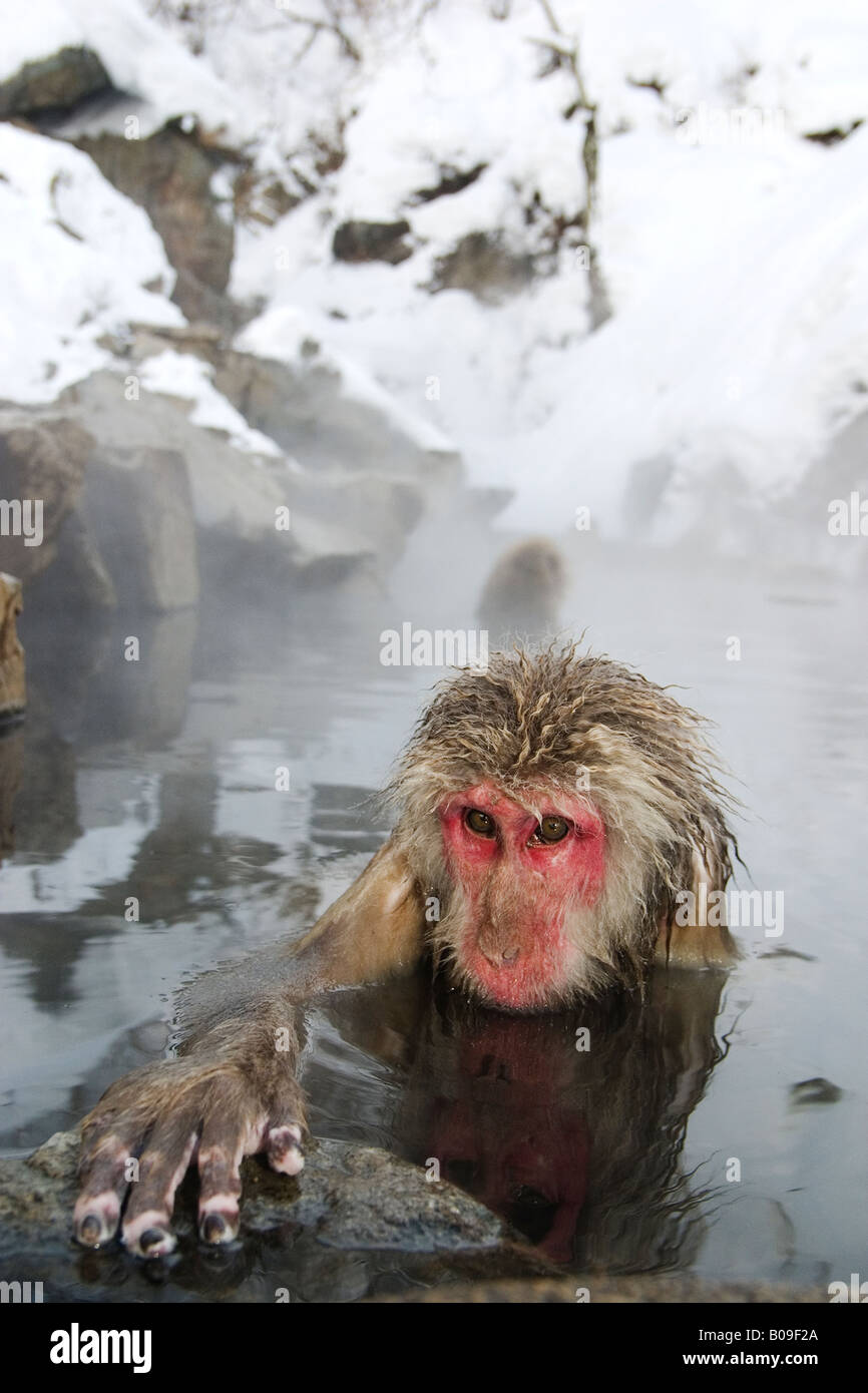 An elderly snow monkey (macaca fuscata) bathes in a hot spring, Japan ...