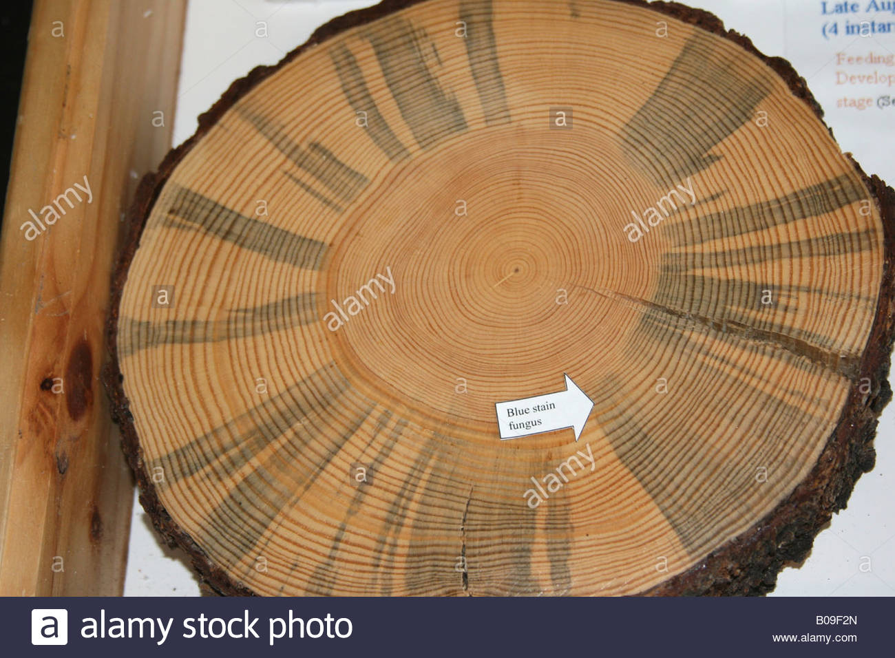 Ponderosae High Resolution Stock Photography and Images - Alamy