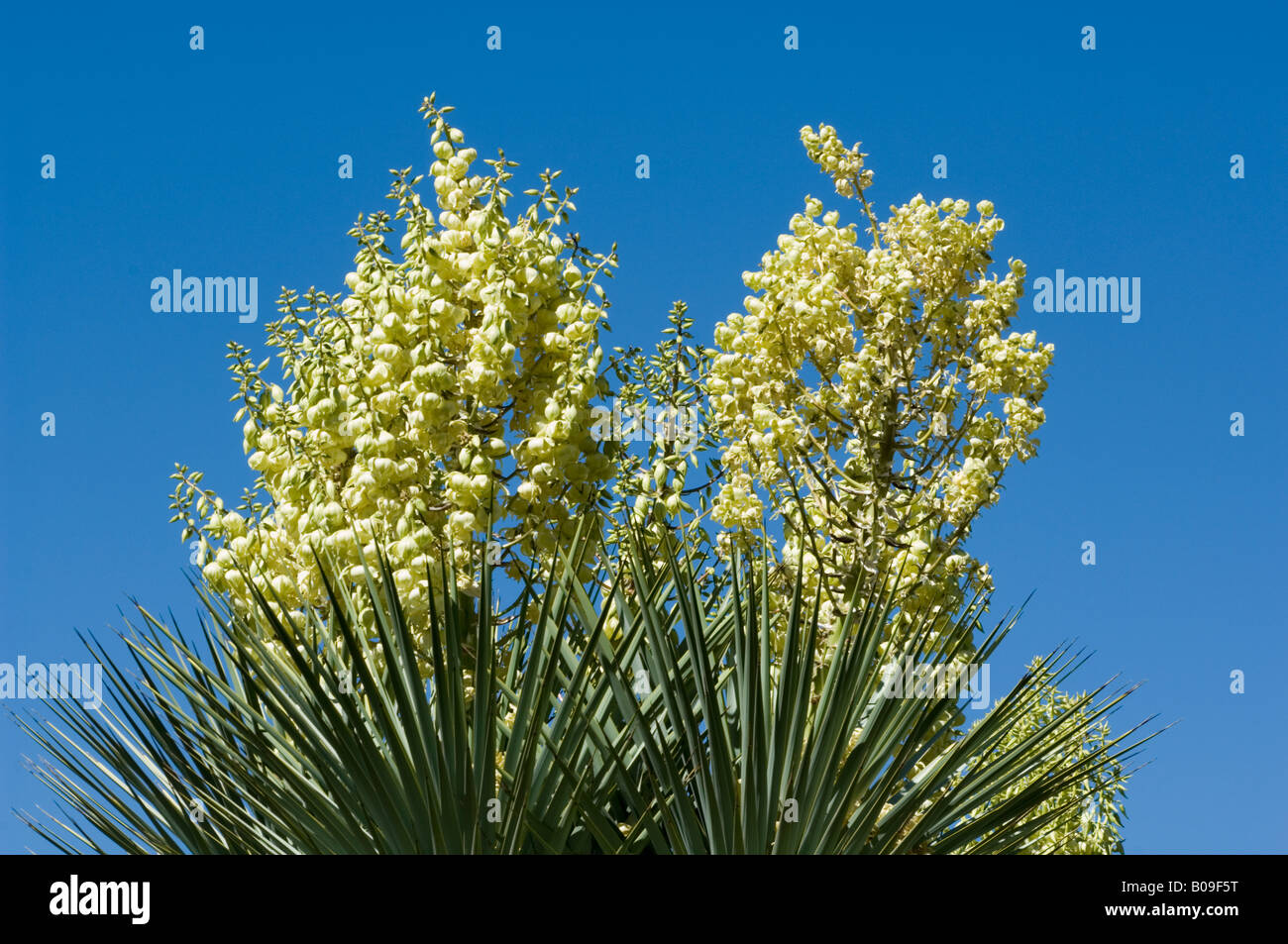 Blue Yucca in bloom Yucca rigida Arizona USA Stock Photo - Alamy