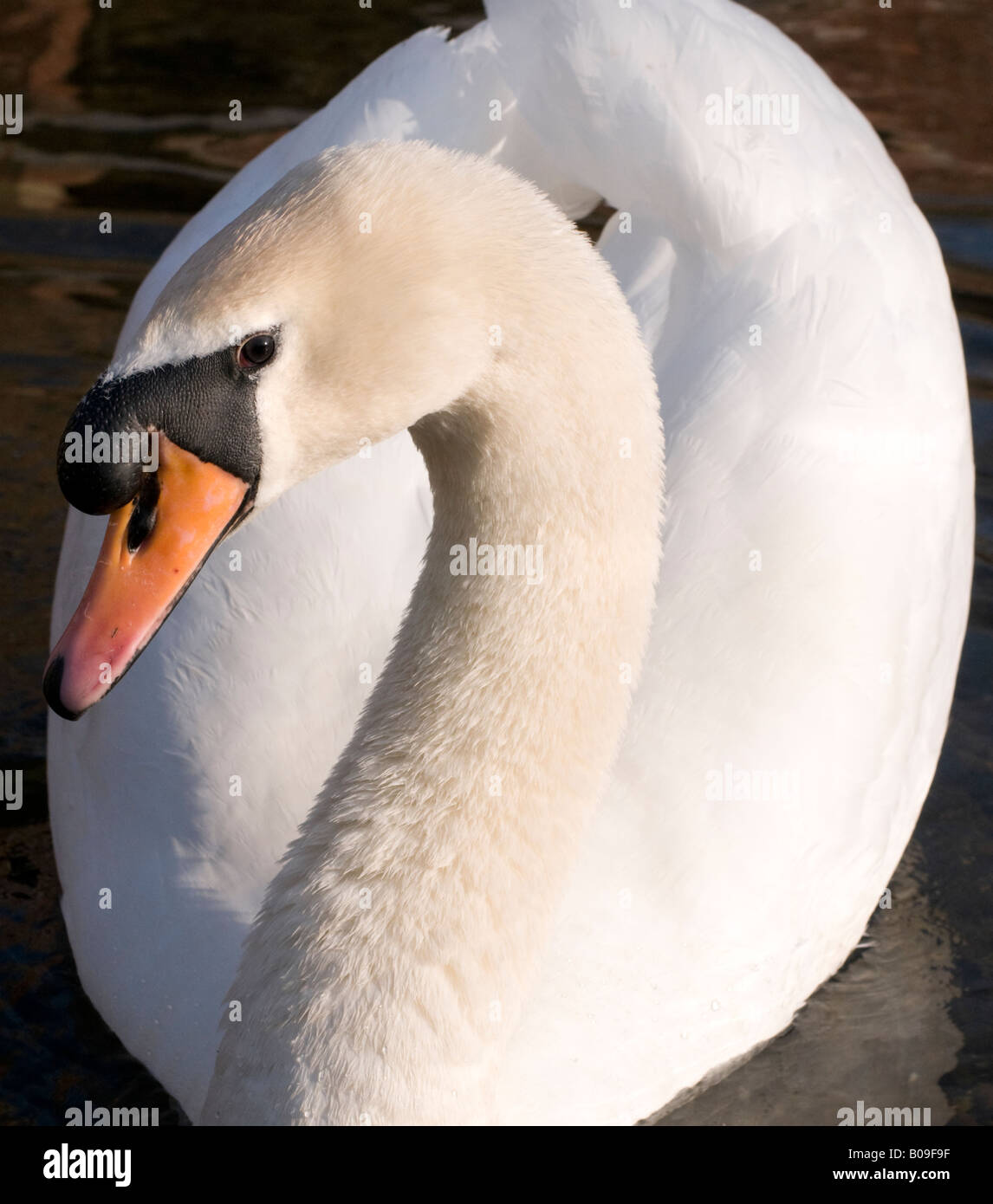 Coggeshall river hi-res stock photography and images - Alamy