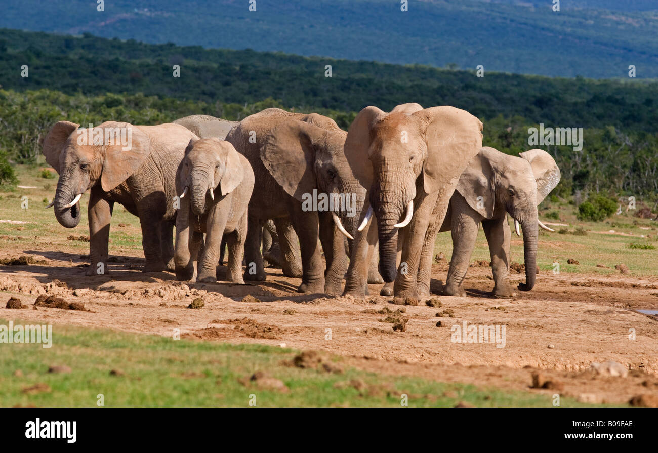 Grown elephant hi-res stock photography and images - Alamy