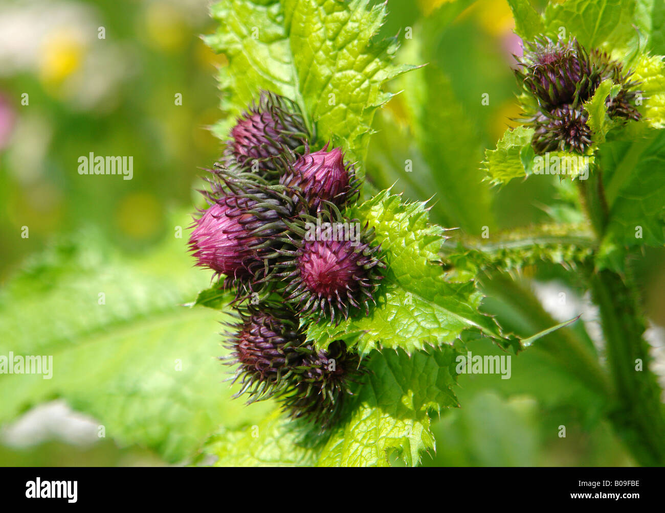 The burrs hi-res stock photography and images - Alamy