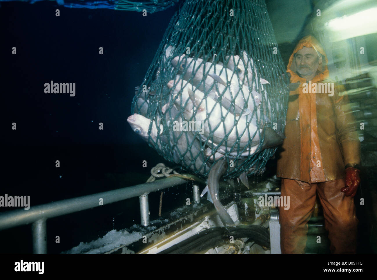 Lofoten Cod Net High Resolution Stock Photography and Images - Alamy