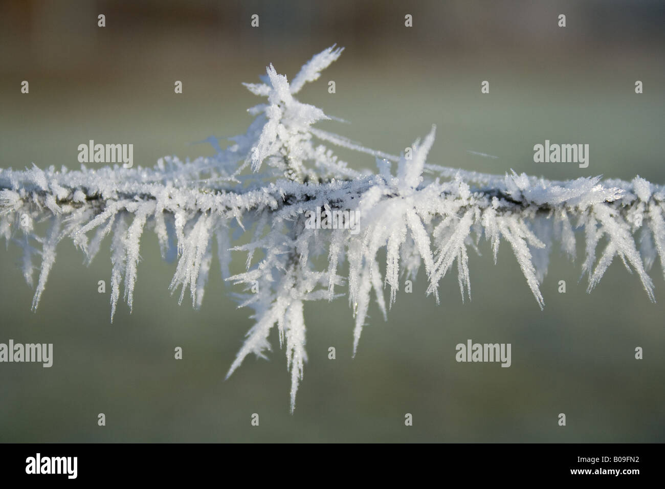 icicles on barb wire Stock Photo - Alamy