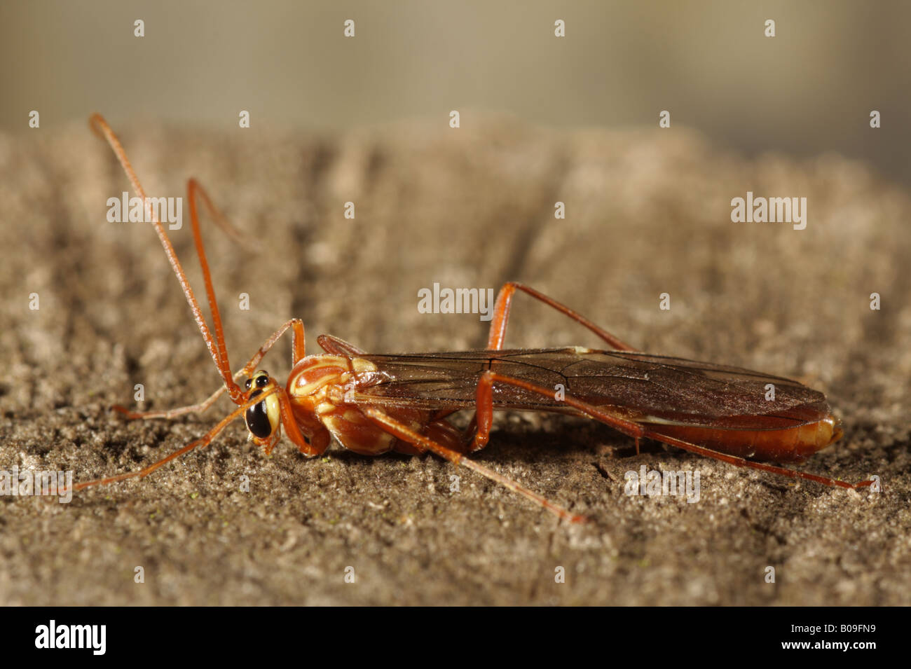 Yellow Ophion - Ophion luteus Stock Photo - Alamy