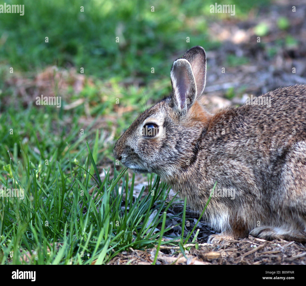 Rabbit and hare hi-res stock photography and images - Alamy