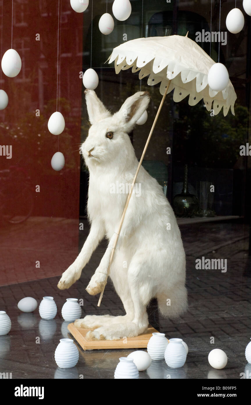 Amsterdam, a stuffed mountain or arctic hare, Lepus timidus, ("white ...