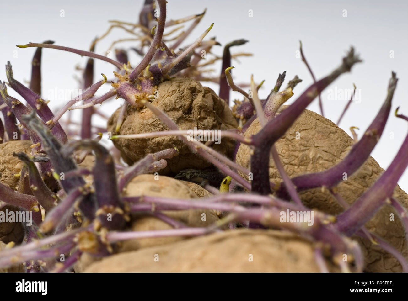 Chitted potatoe hi-res stock photography and images - Alamy