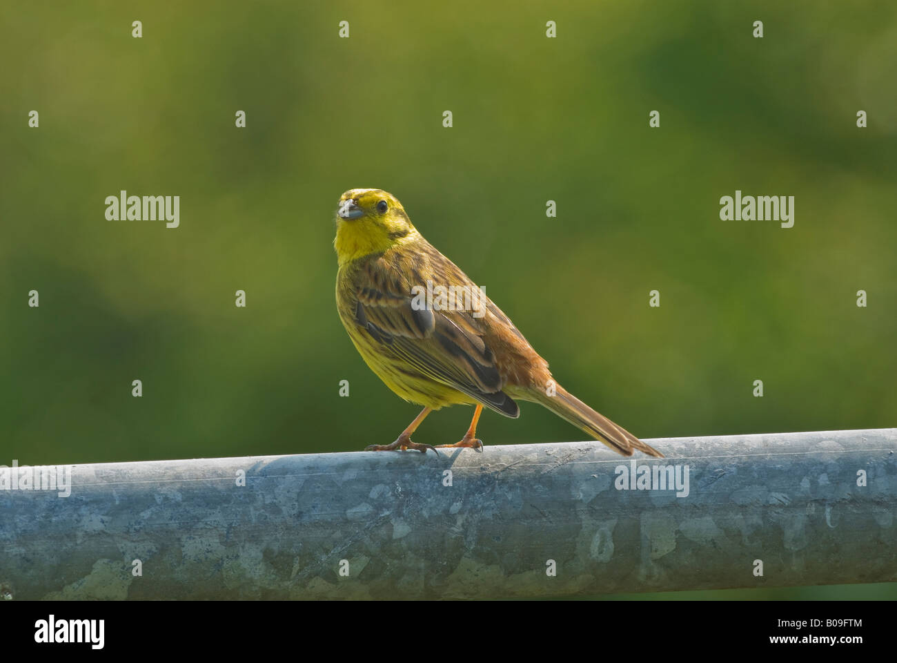 Male yellowhammer Emberiza citrinella Stock Photo - Alamy