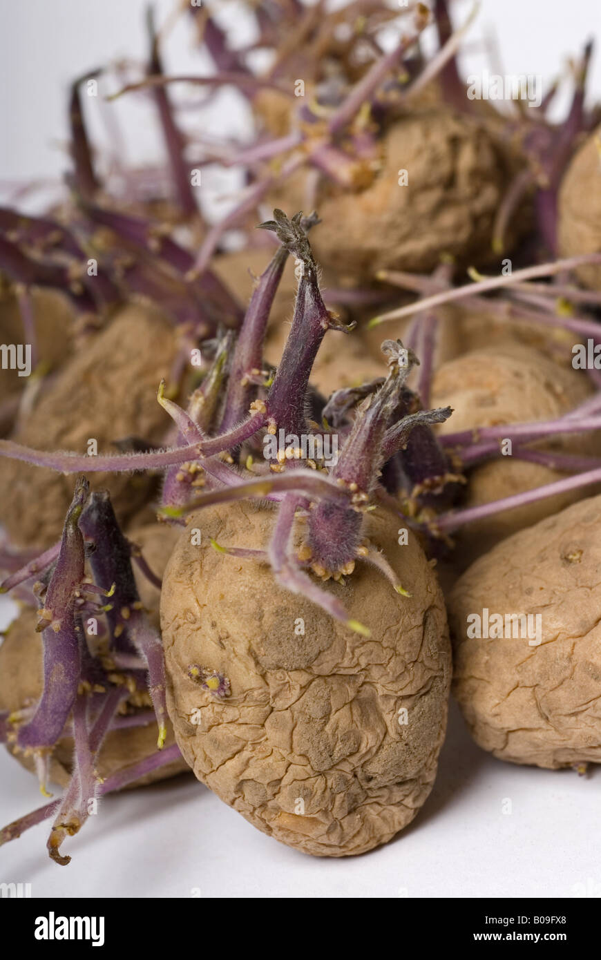 Stock photo of chitted potatoes Stock Photo - Alamy
