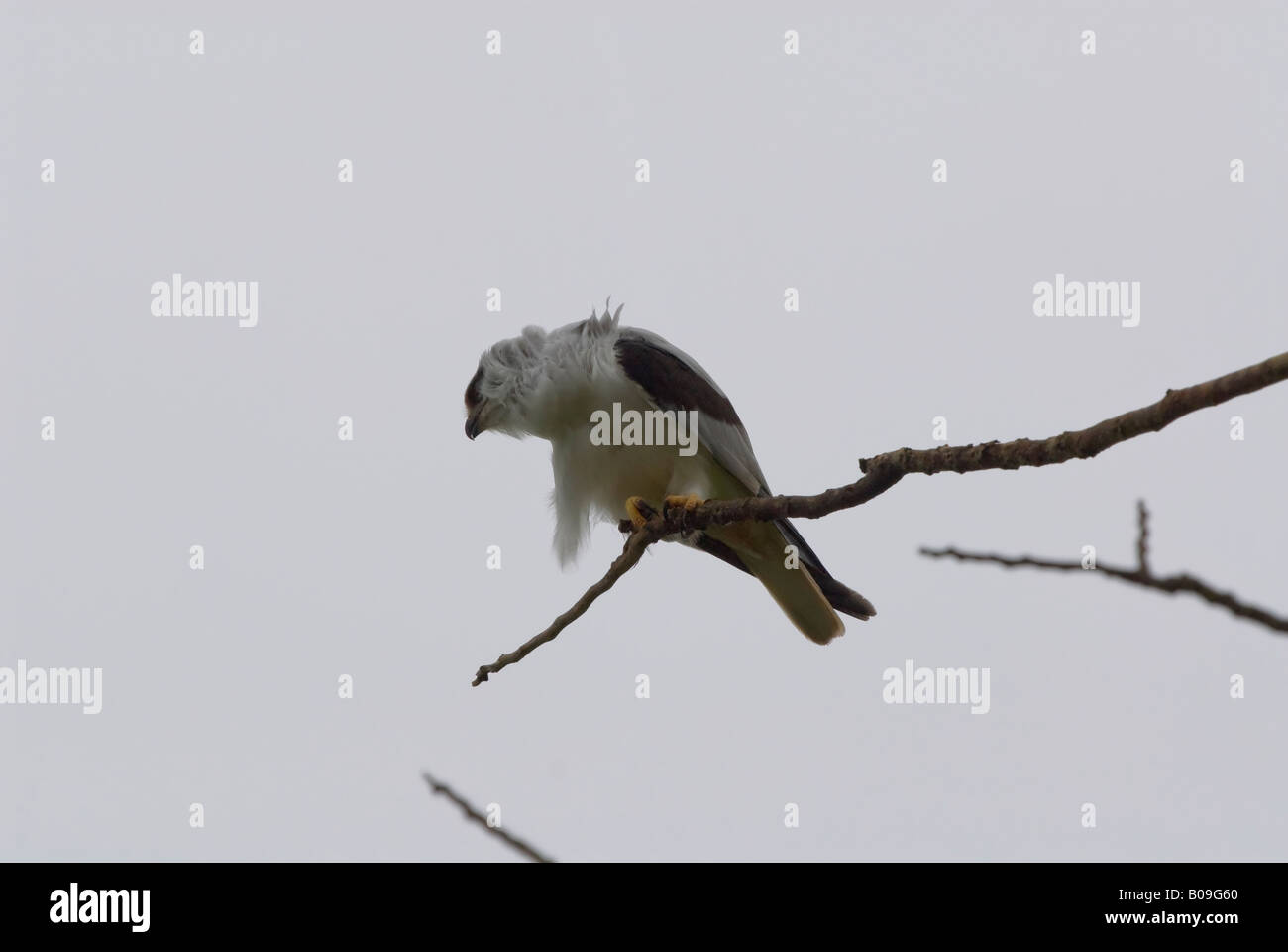 The black shouldered kite elanus axillaris hi-res stock photography and ...