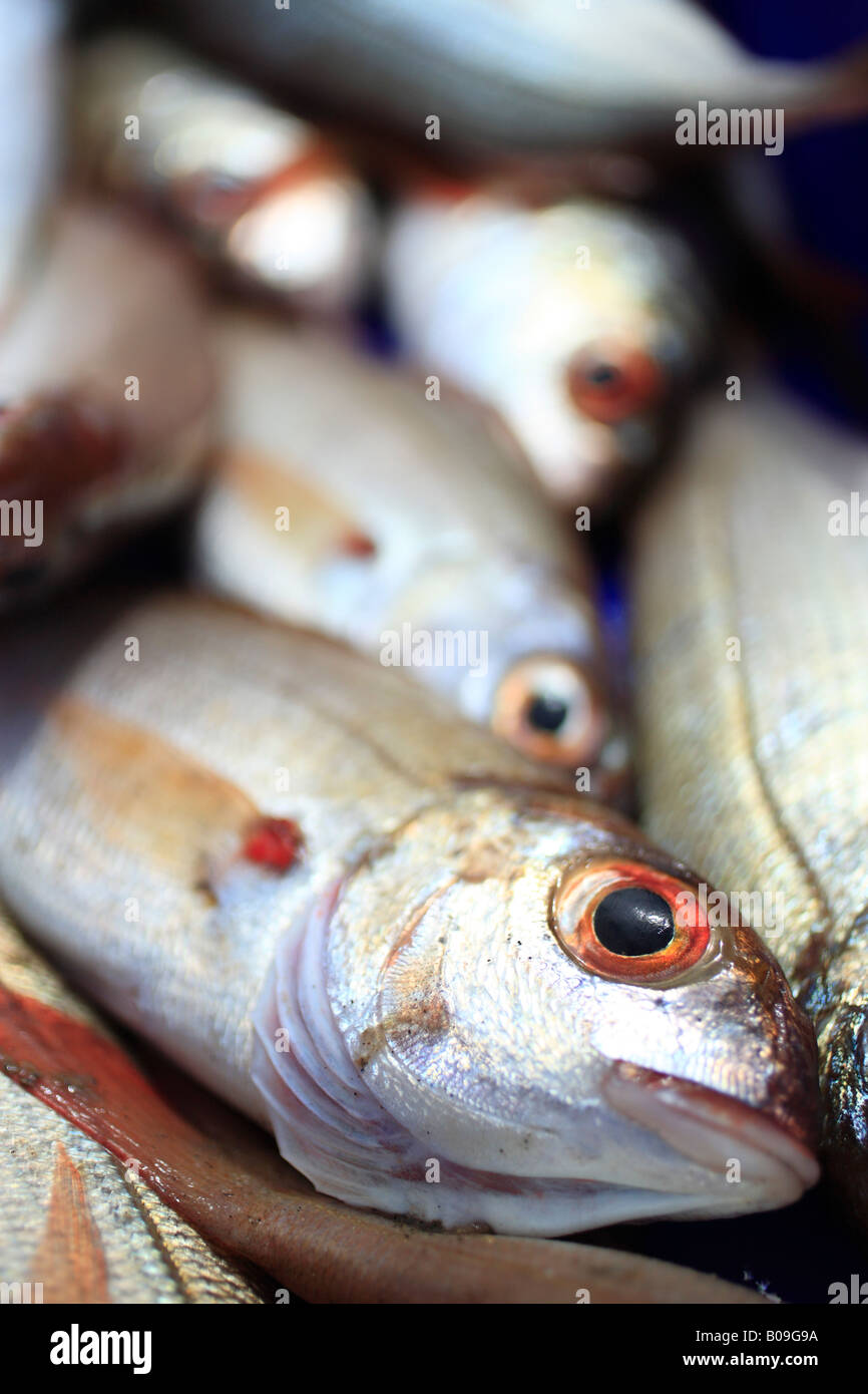 Fresh fish caught in Azores islands, Portugal Stock Photo - Alamy