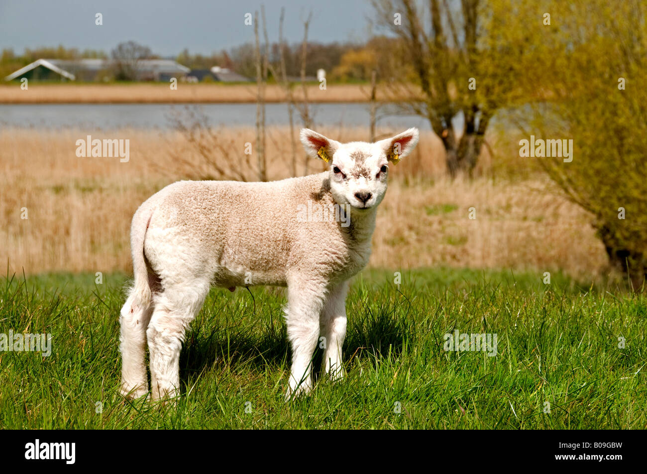 Netherlands sheep Lamb Lek river dike bank dam Stock Photo - Alamy