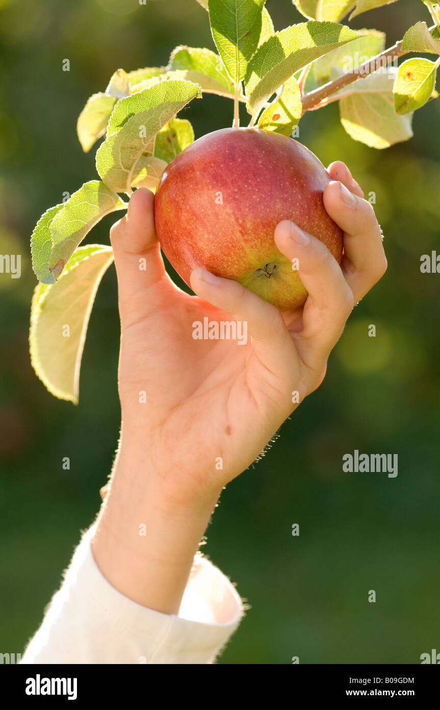 An apple at an apple orchard Stock Photo - Alamy