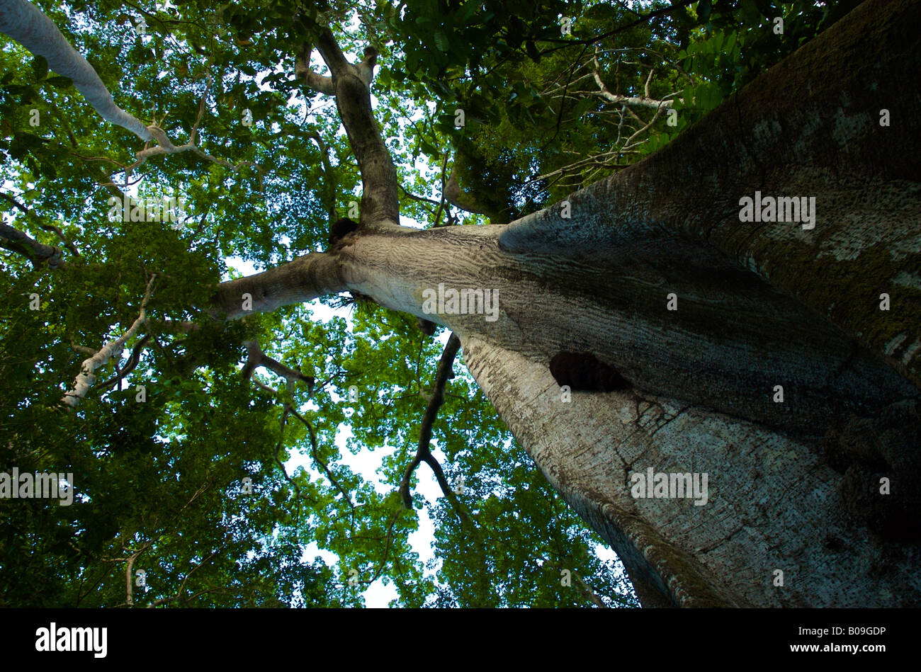 Rainforest emergent tree Brazil Stock Photo - Alamy