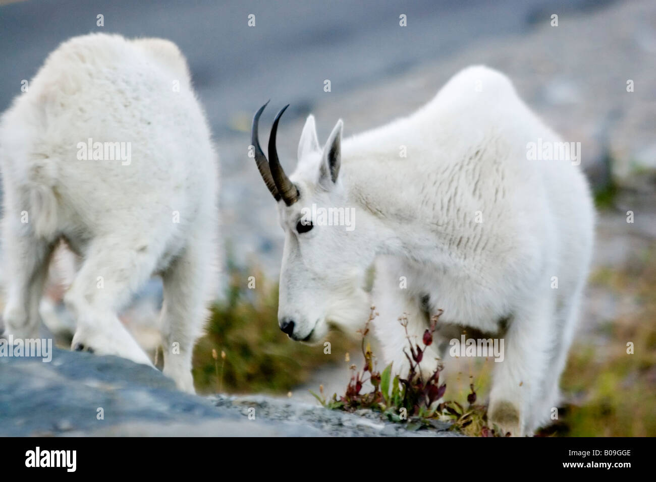 Mountain Goats, Glacier National Park, USA Stock Photo - Alamy