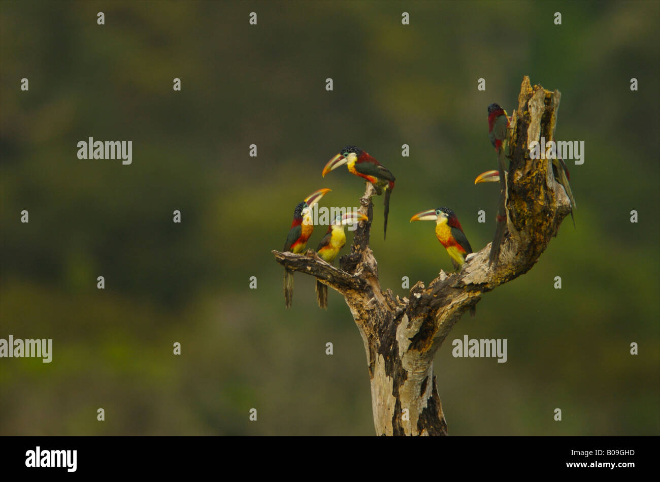 Flock of rainforest toucan hi-res stock photography and images - Alamy