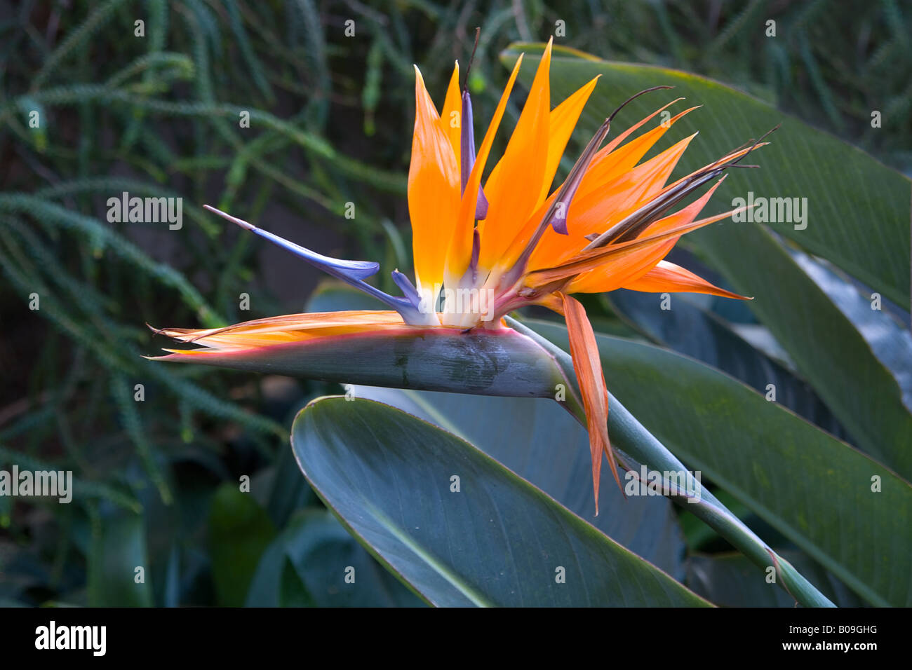 Strelitziaceae hi-res stock photography and images - Alamy